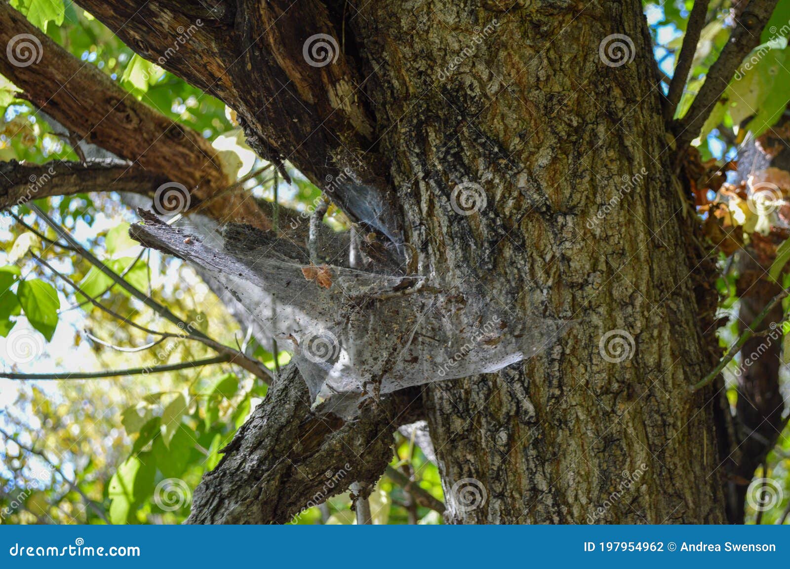 Spider Web in Tree in Fall Time Stock Photo - Image of jungle, leaf ...