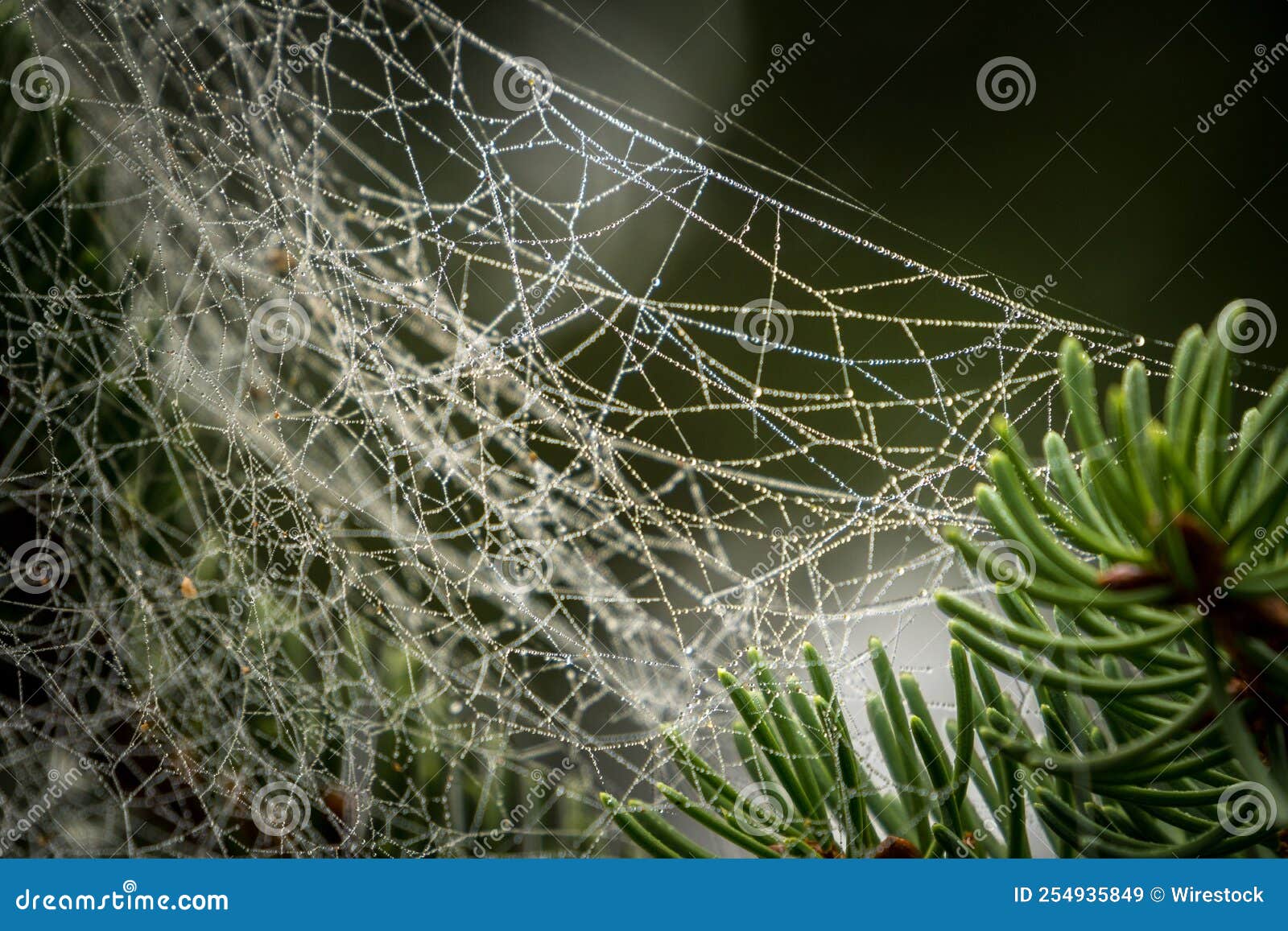 Spider Web on a Tree Leaves Stock Image - Image of drop, connection ...