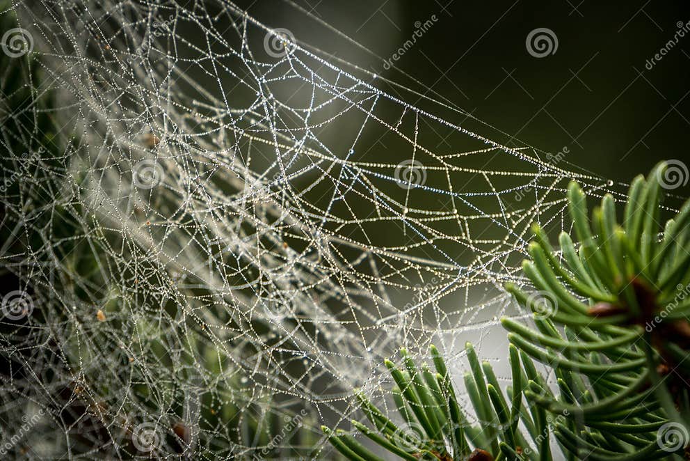 Spider Web on a Tree Leaves Stock Image - Image of drop, connection ...