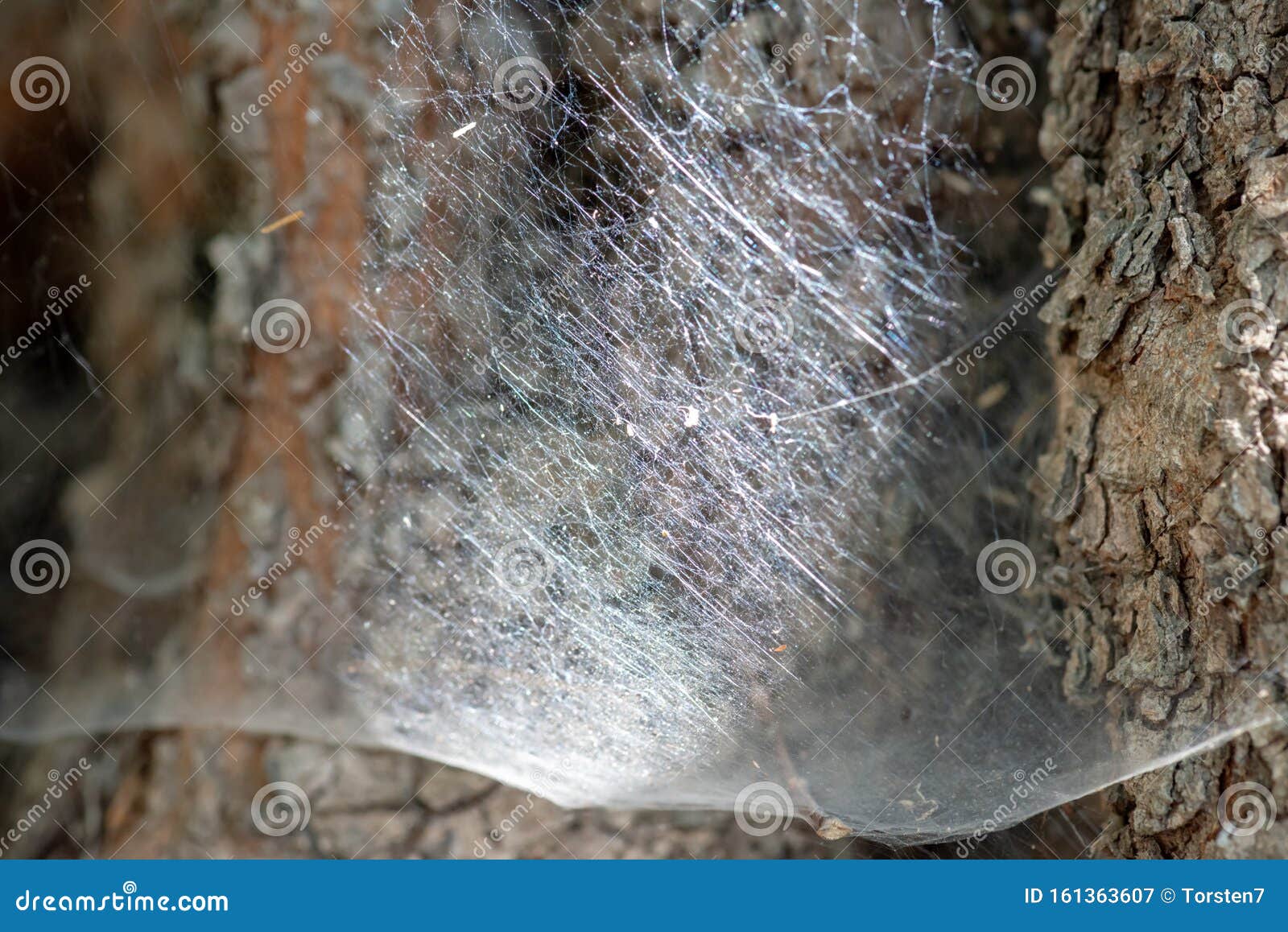 Spider Web on a Tree in Light Stock Image - Image of light, bark: 161363607