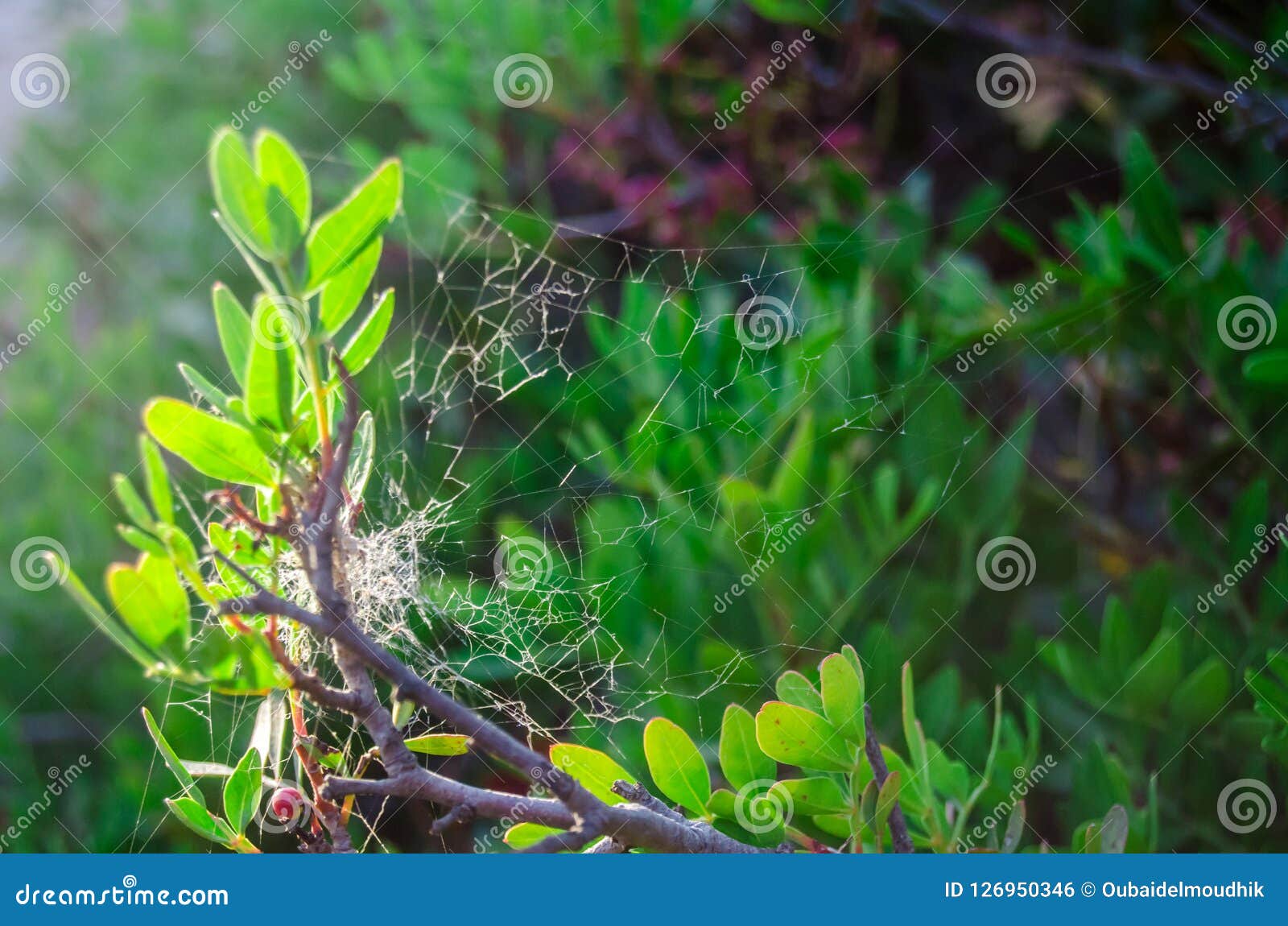 Spider net on tree stock photo. Image of detail, natural - 126950346