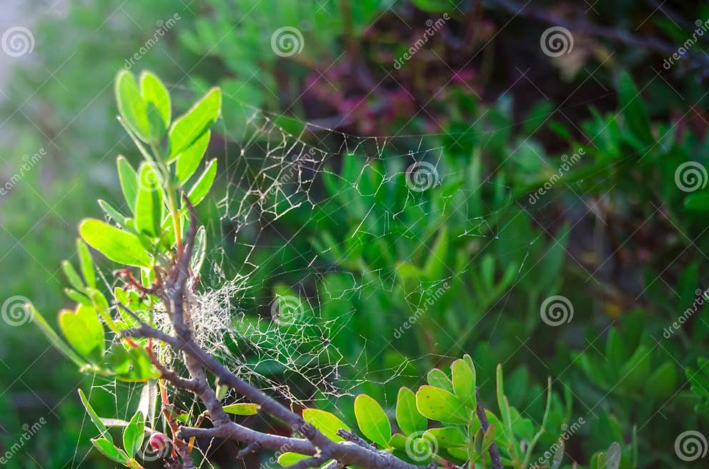 Spider net on tree stock photo. Image of detail, natural - 126950346