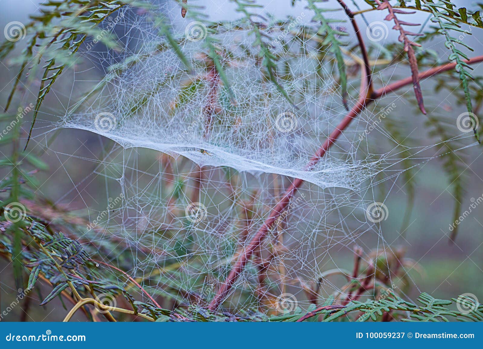 Spider web. stock image. Image of natural, thread, environment - 100059237