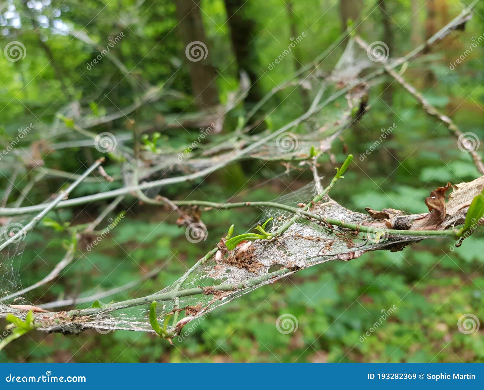 Spider web in tree stock image. Image of invertebrate - 193282369