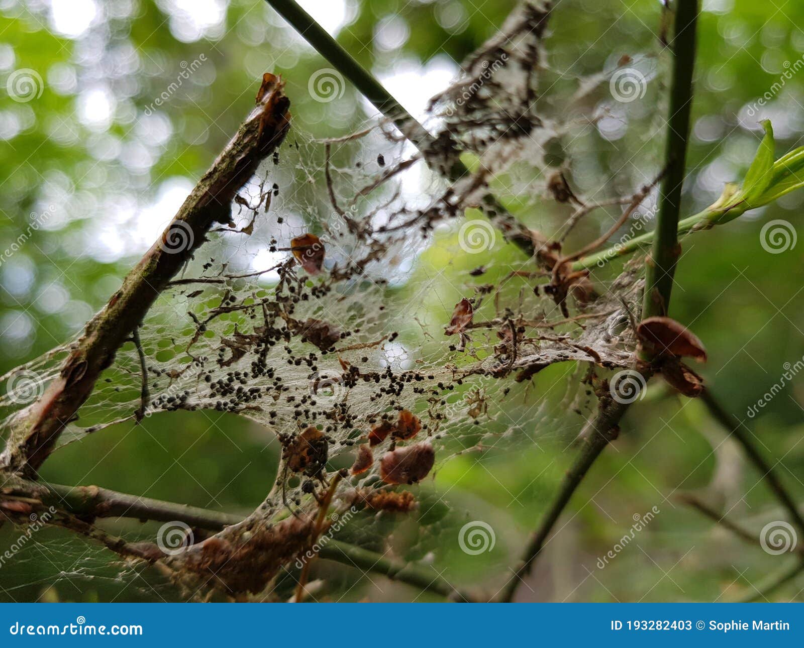 Spider web in tree stock image. Image of produce, leaf - 193282403