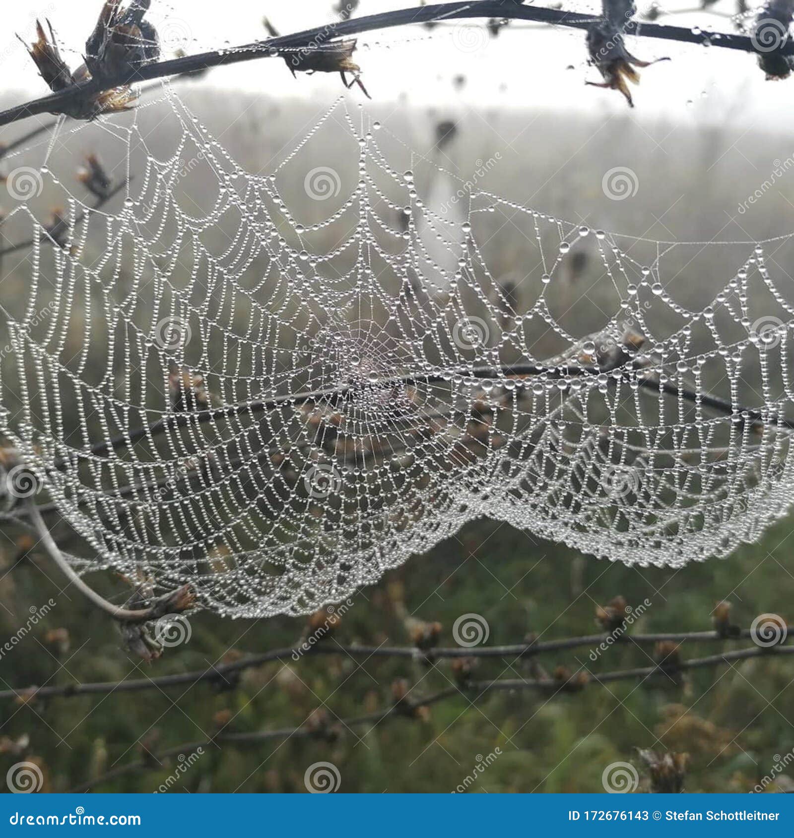 A spider web on a tree stock image. Image of natural - 172676143