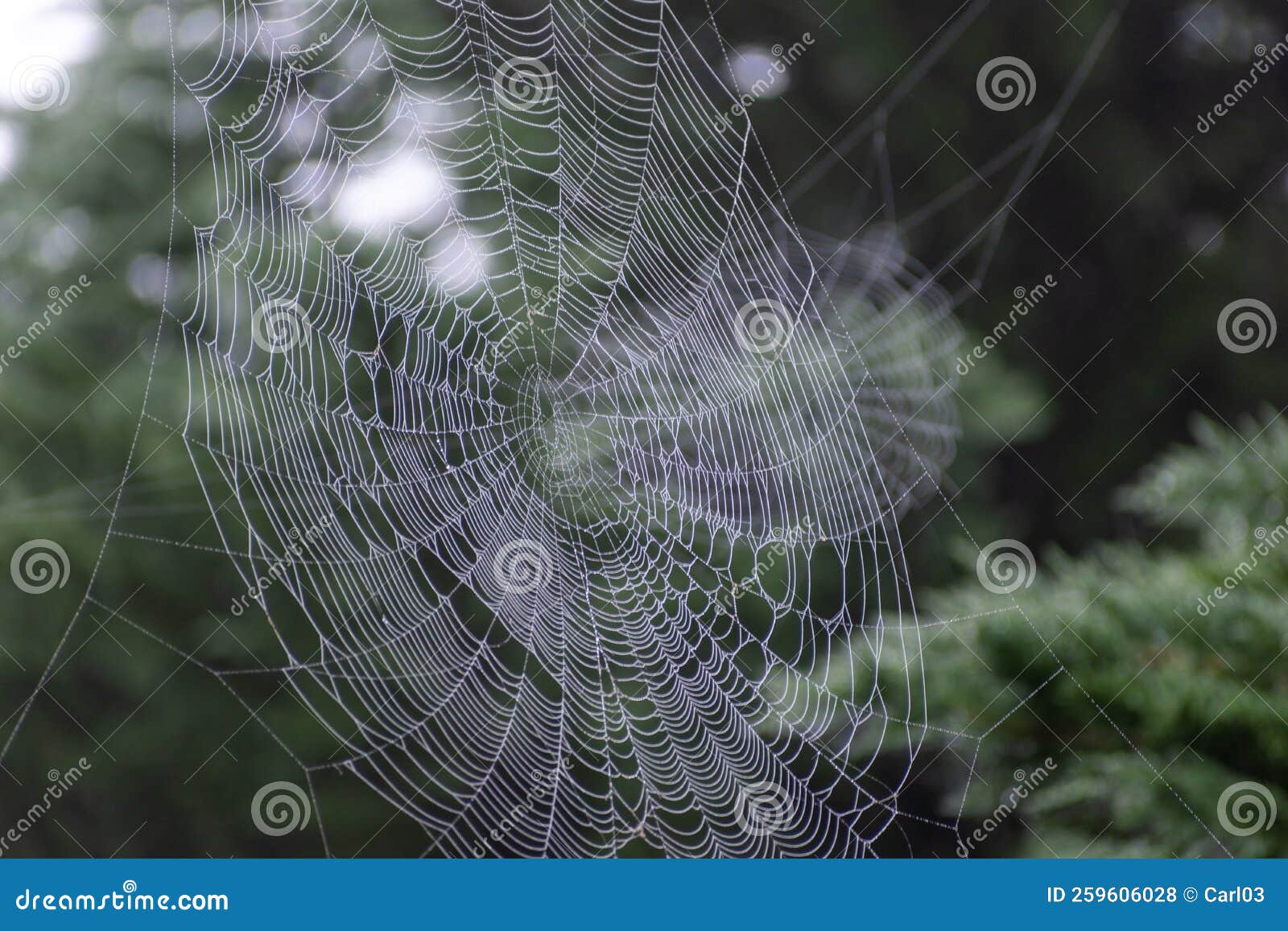 Spider Web in a Tree stock photo. Image of beauty, spiderweb - 259606028