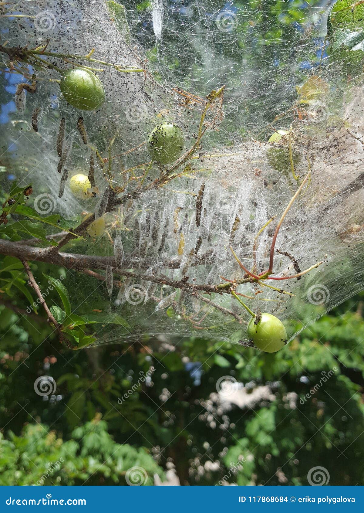 Spider web tree stock photo. Image of weird, dummyworms - 117868684