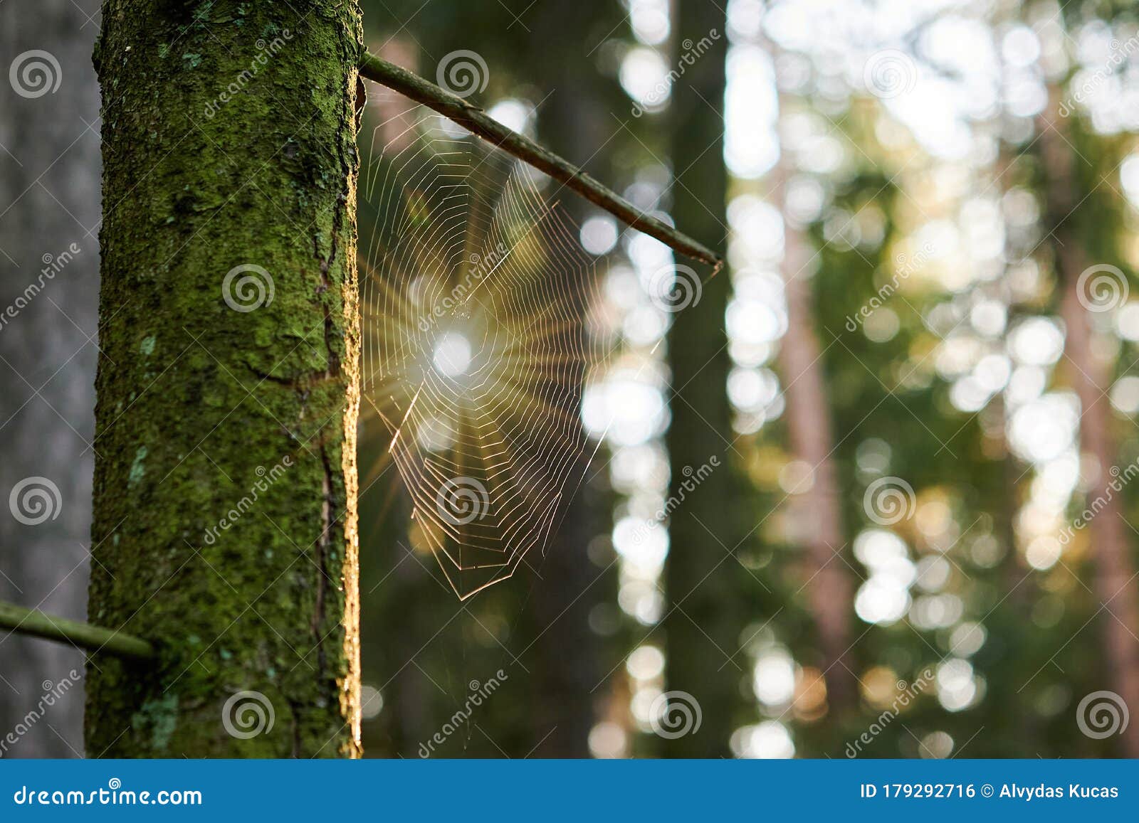 Spider web on a tree trunk stock photo. Image of meaning - 179292716
