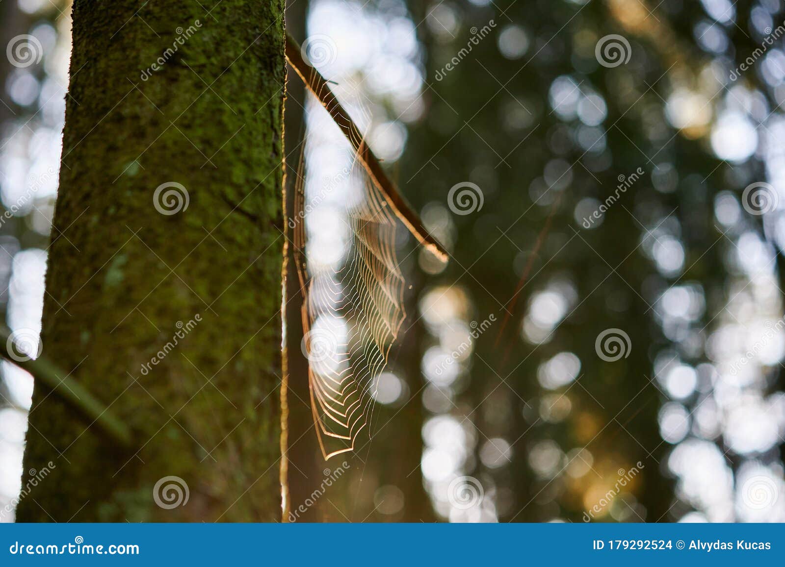 Spider web on a tree trunk stock photo. Image of park - 179292524