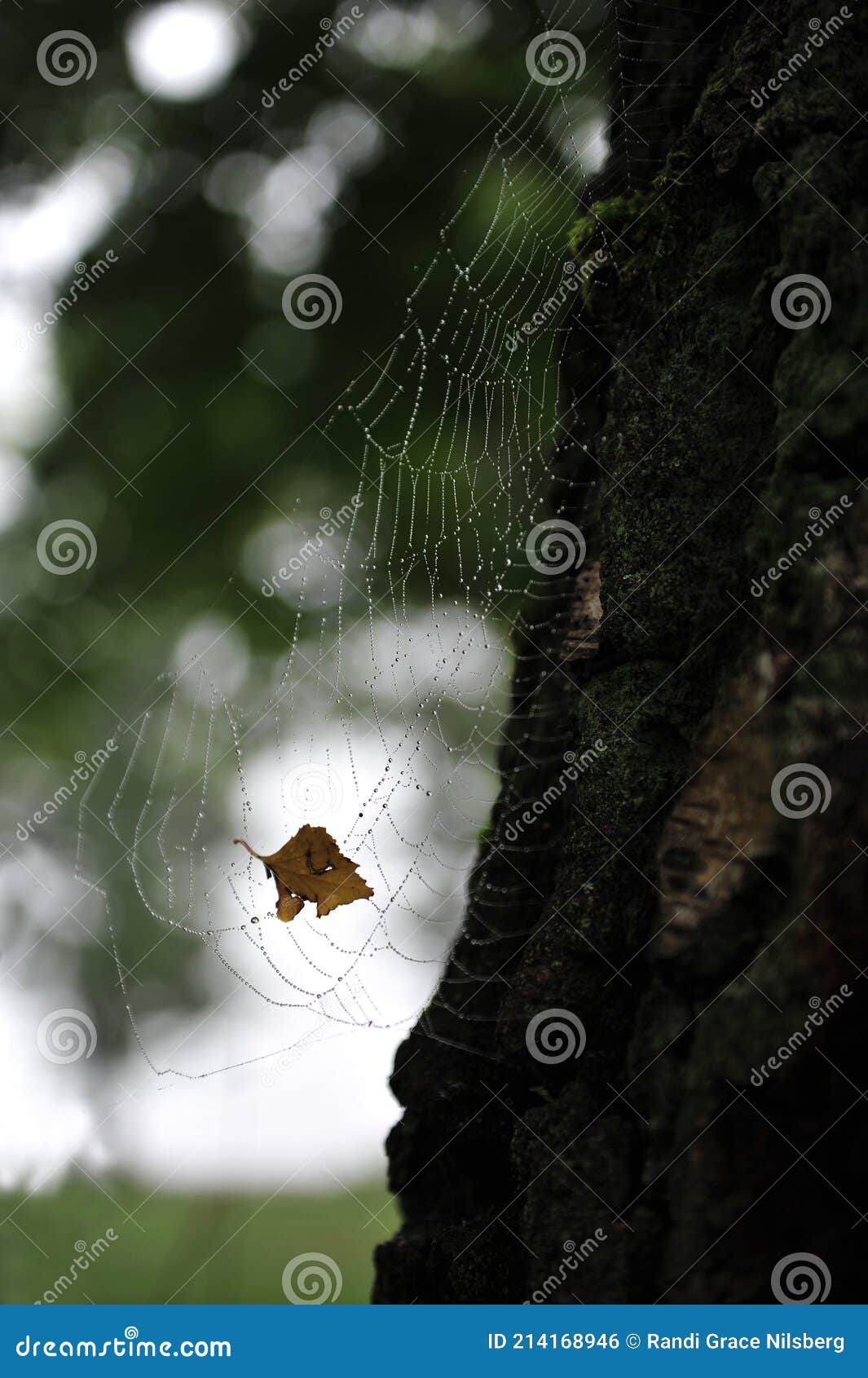 Spider Web on Tree Trunk stock photo. Image of macro - 214168946