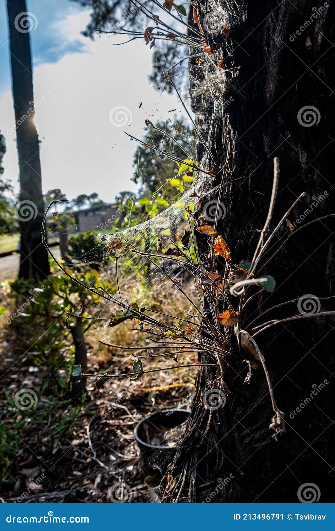 Spider Web on a Tree Trunk. Stock Image - Image of thread, shining ...