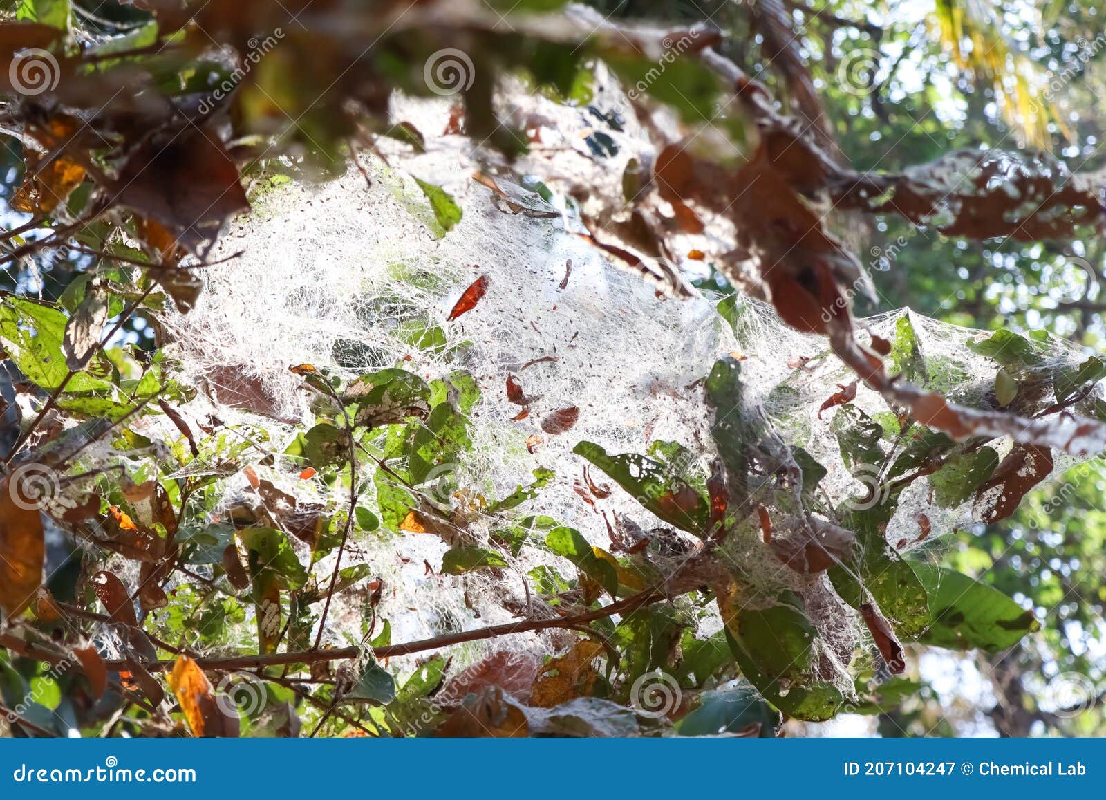 Spider web on trees stock image. Image of natural, detail - 207104247