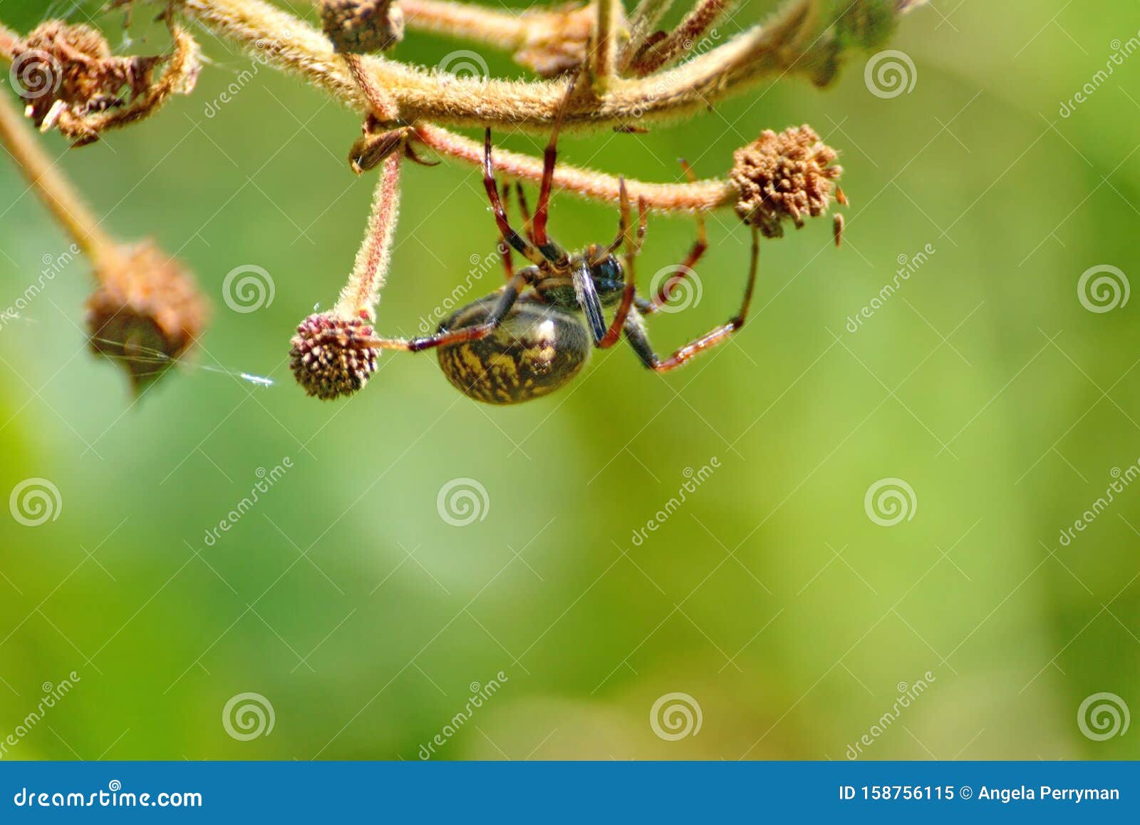 Spider on a twig stock image. Image of arachnid, south - 158756115