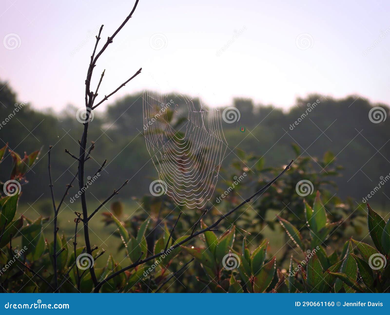 Spider Web between Two Branches on the Prairie Stock Photo - Image of ...