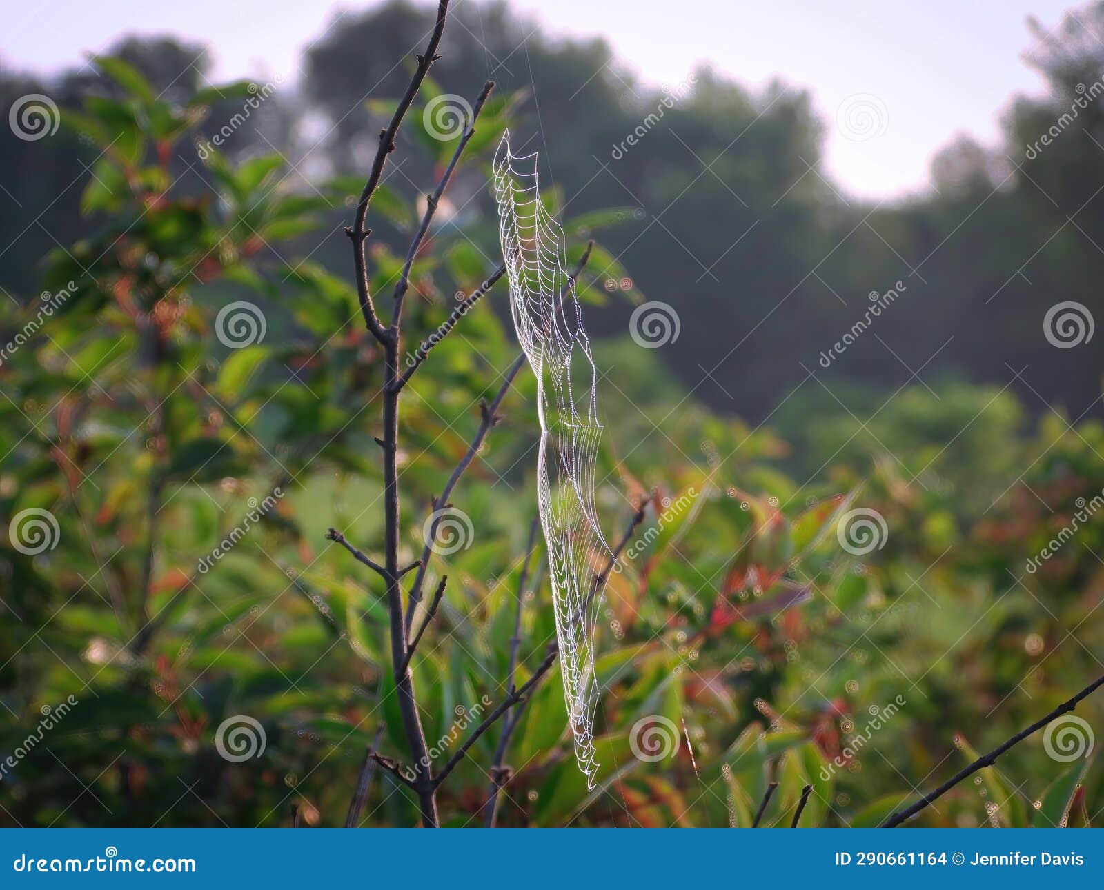 Spider Web between Two Branches on the Prairie Stock Photo - Image of ...