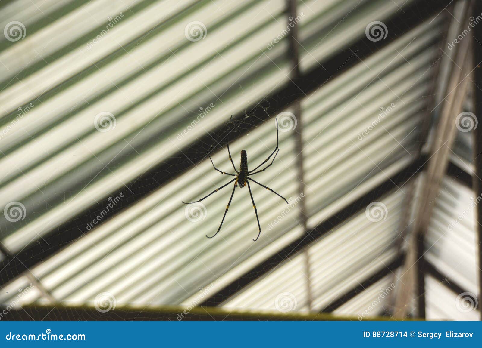 Spider on the Web Under the Roof of the House Stock Photo - Image of ...