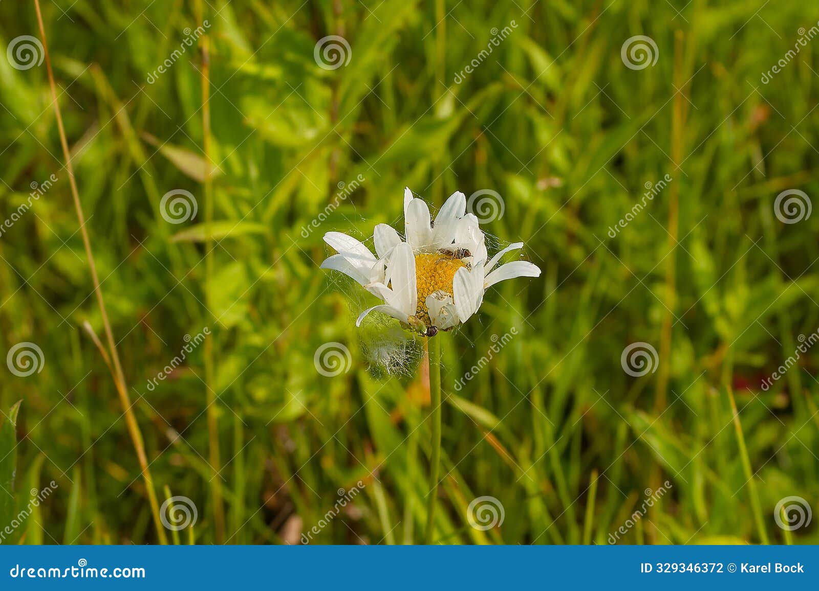 Spider web stock photo. Image of daisy, nature, botanical - 329346372
