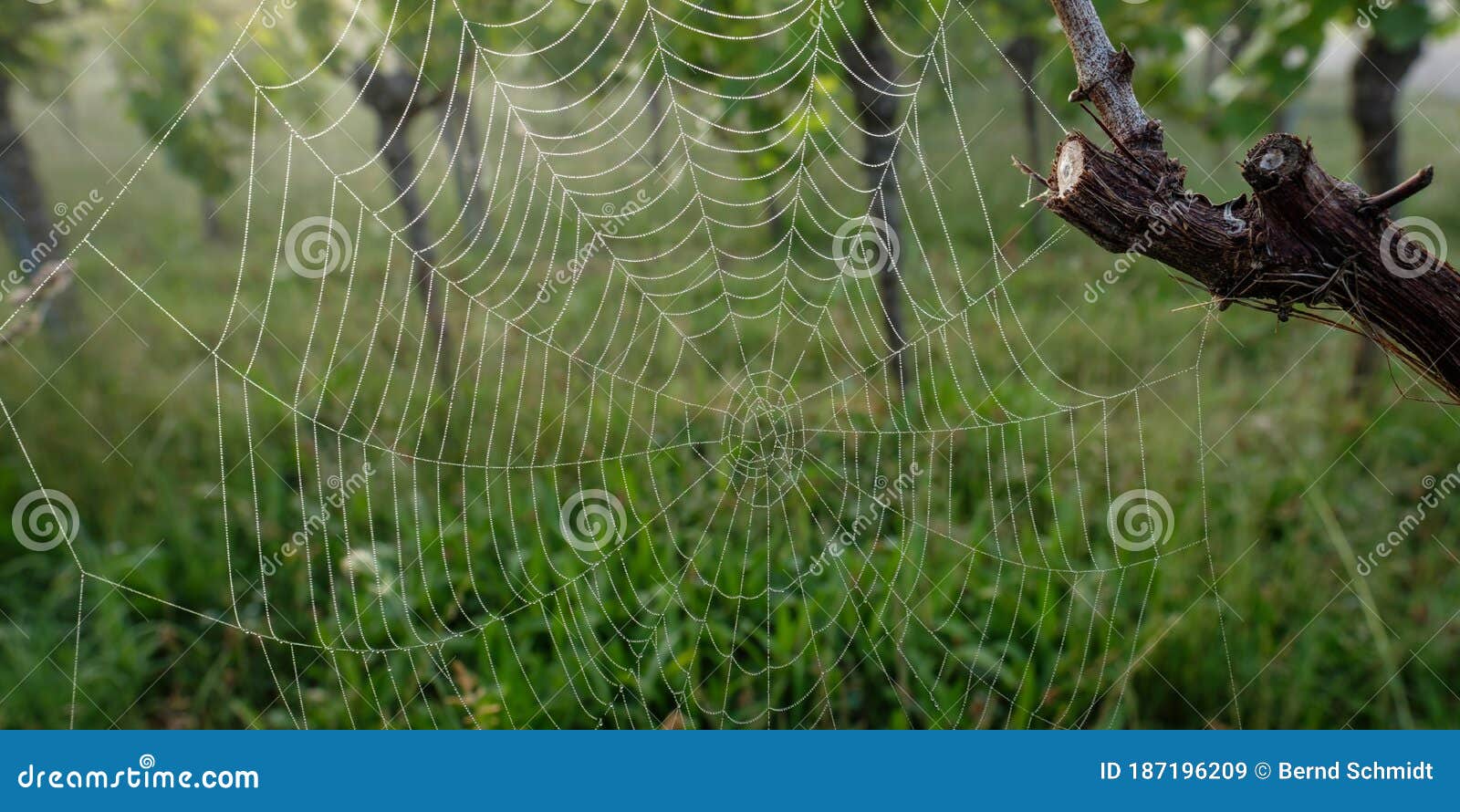 Spider web at a vine stock image. Image of beauty, detail - 187196209