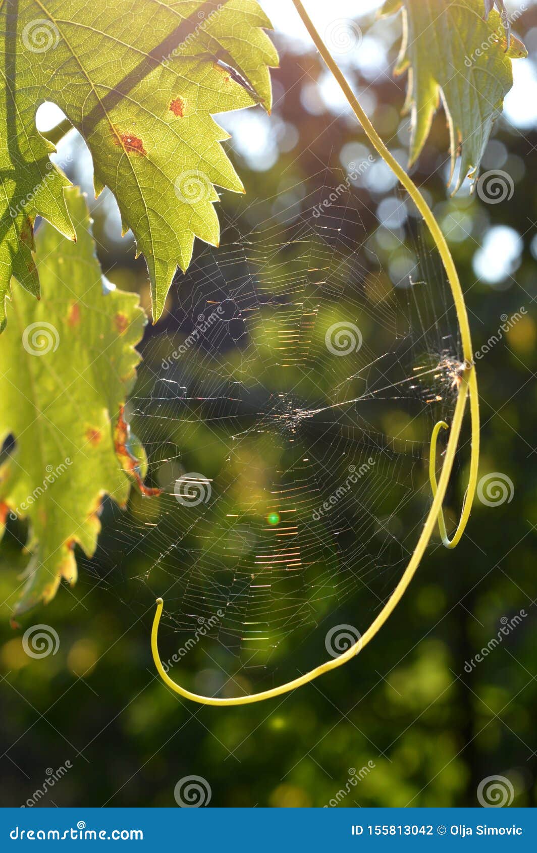 Spider web on the vine stock photo. Image of vine, garden - 155813042