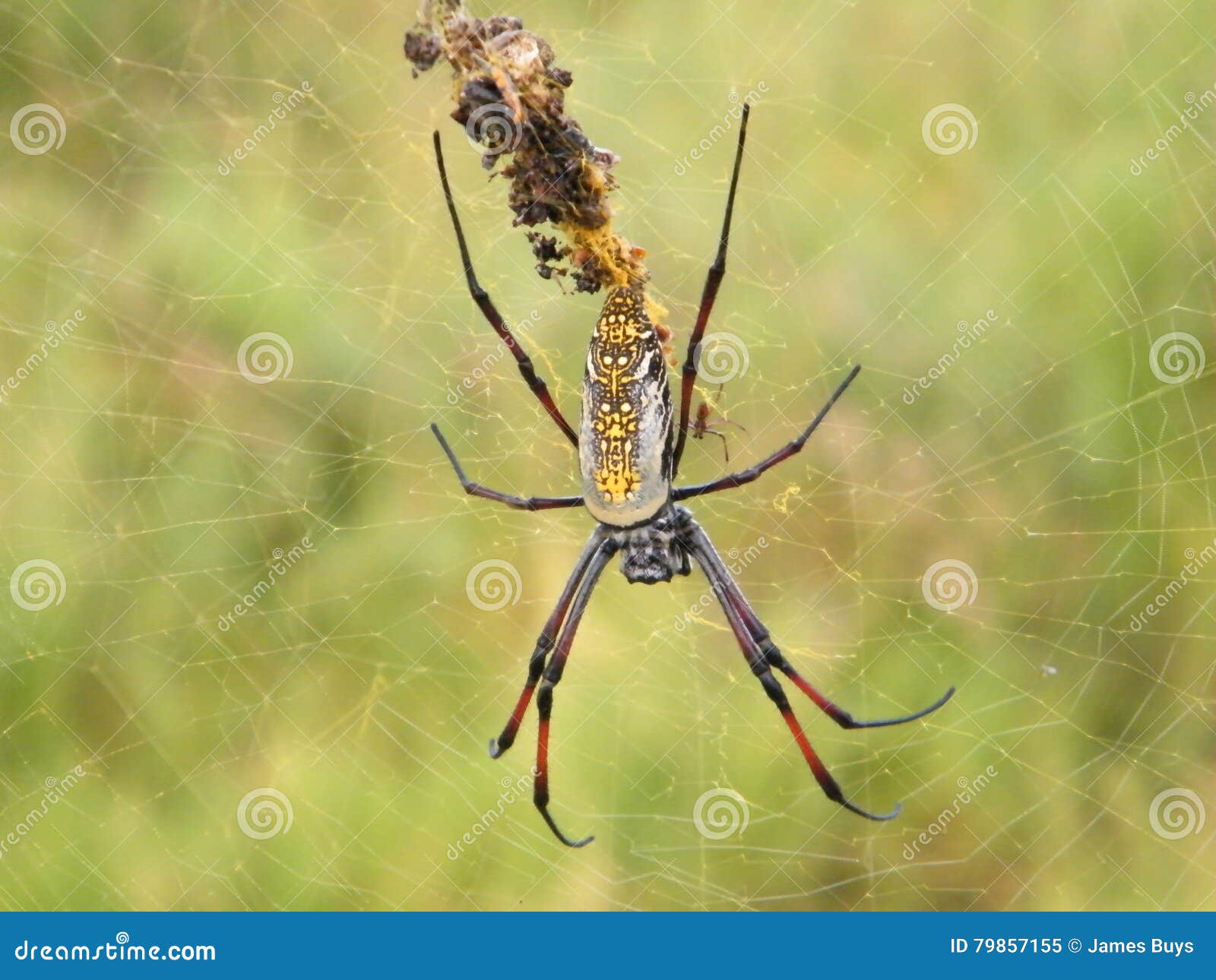 Spider and Web stock image. Image of legs, spider, large - 79857155