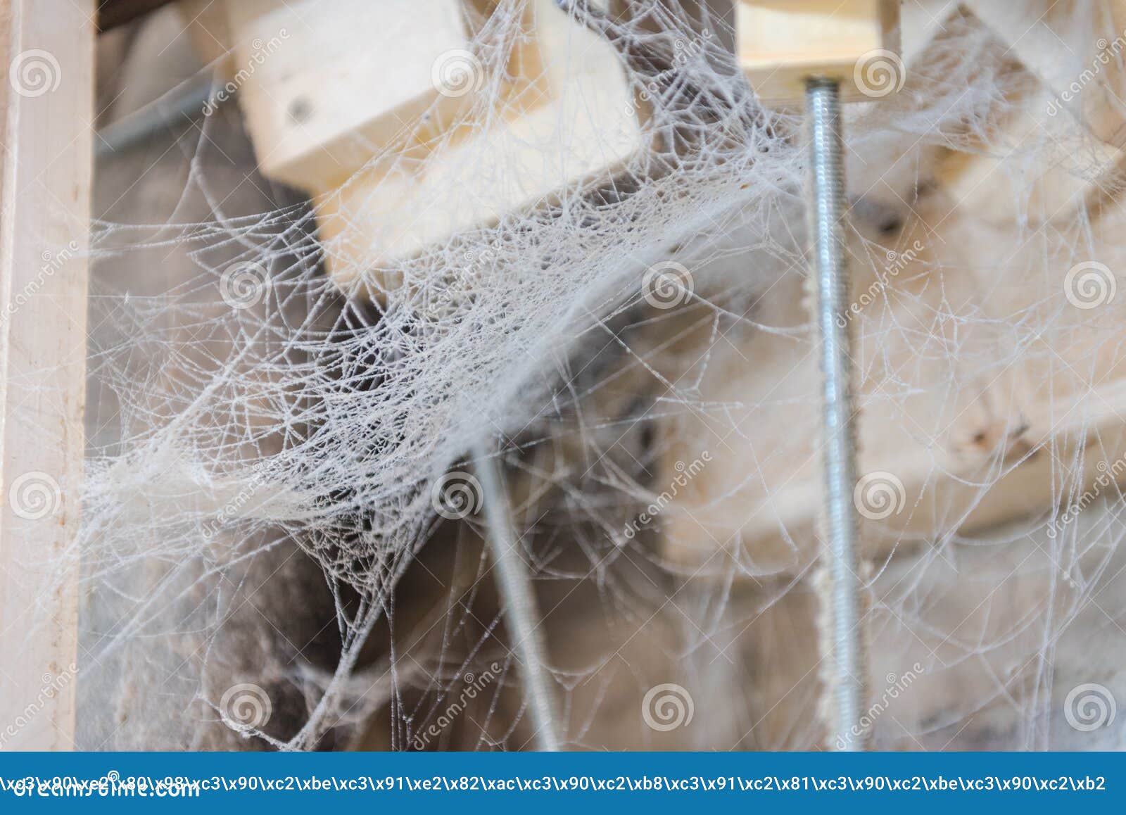 Spider Web on the Wall. Gossamer Web on the Wall Stock Photo - Image of ...