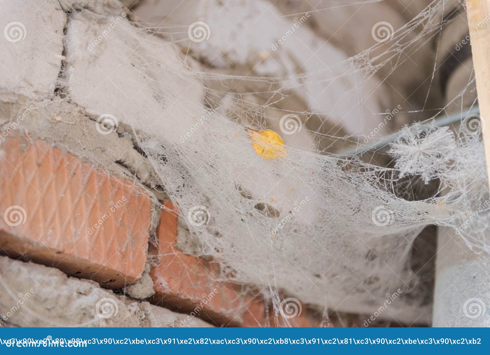 Spider Web on the Wall. Gossamer Web on the Wall Stock Photo - Image of ...