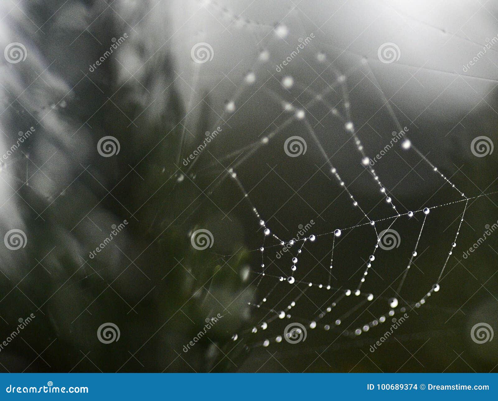 Spider Web with Water Droplets Stock Photo - Image of pretty, nature ...