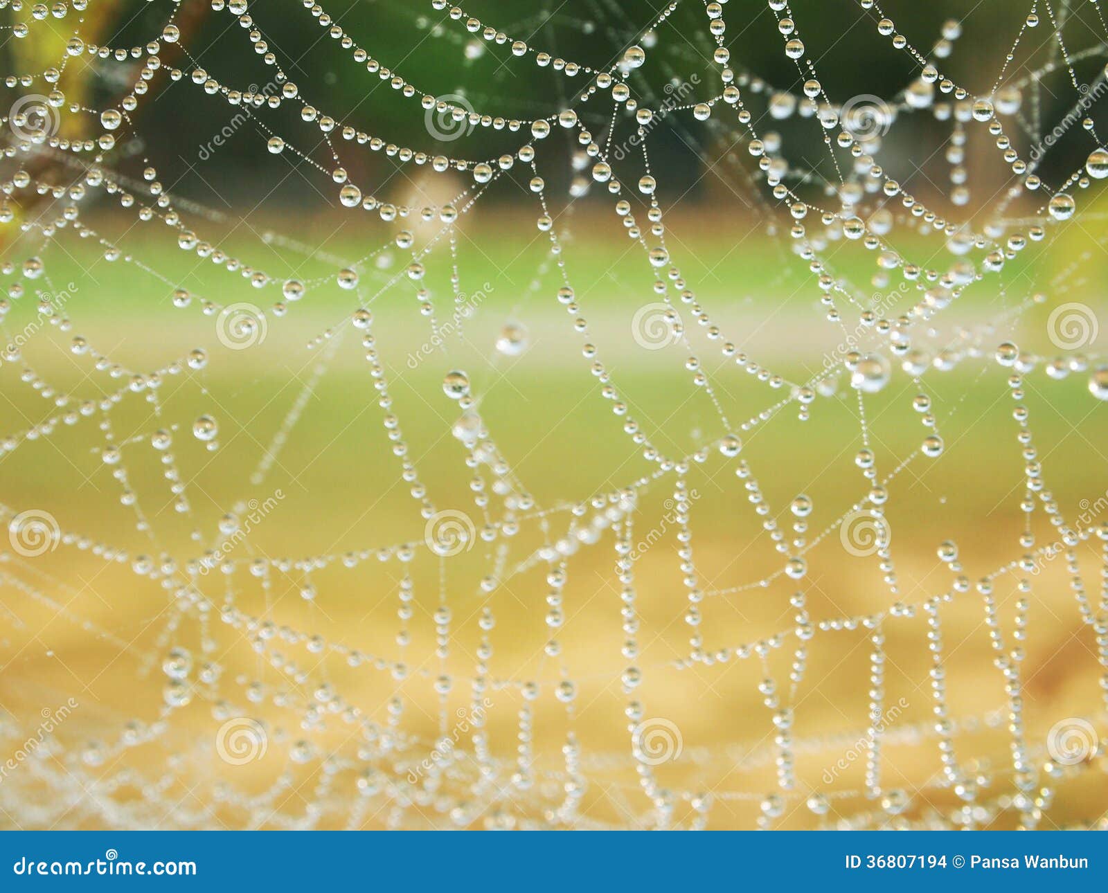 Spider web stock photo. Image of water, nature, spider - 36807194