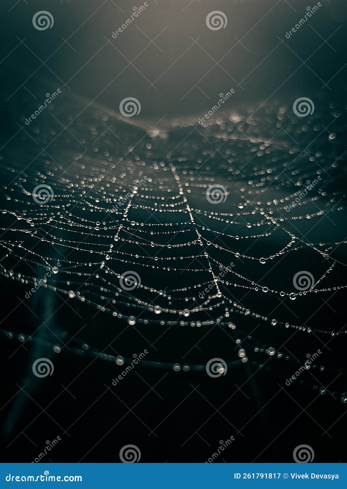 Spider Web with Water Droplets Stock Image - Image of vibe, wallpaper ...