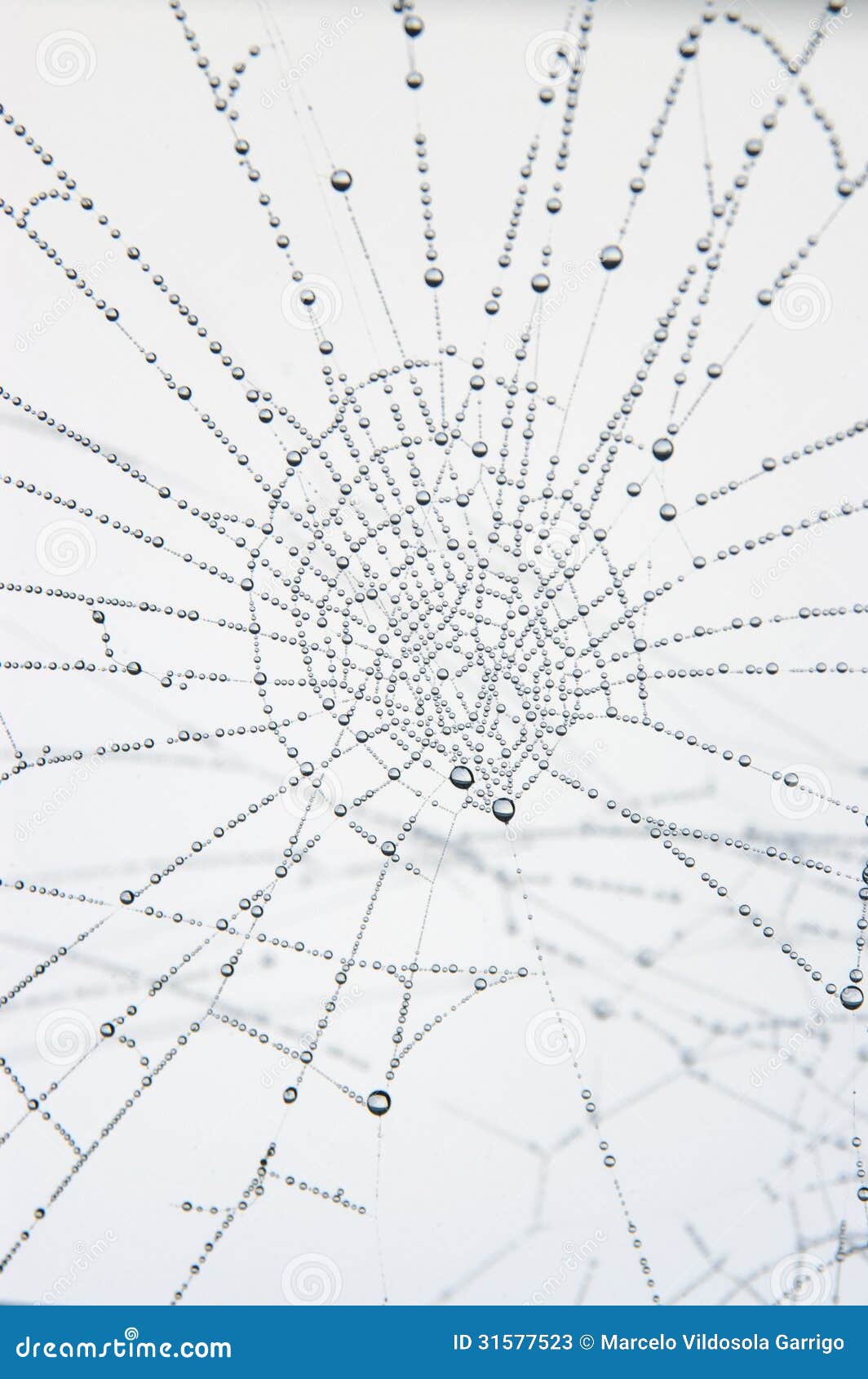 Spider web stock image. Image of bubble, fragile, design - 31577523