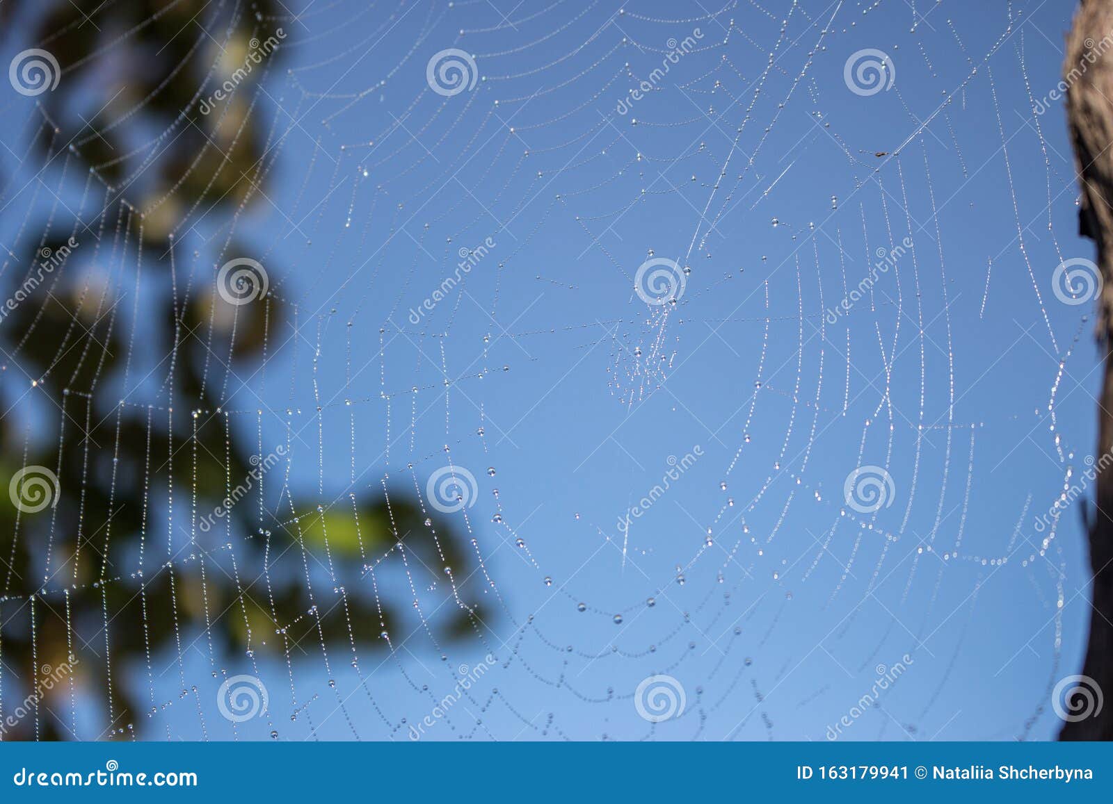 Spider Web with Water Drops Closeup. Spiderweb with Dew on Clear Blue ...
