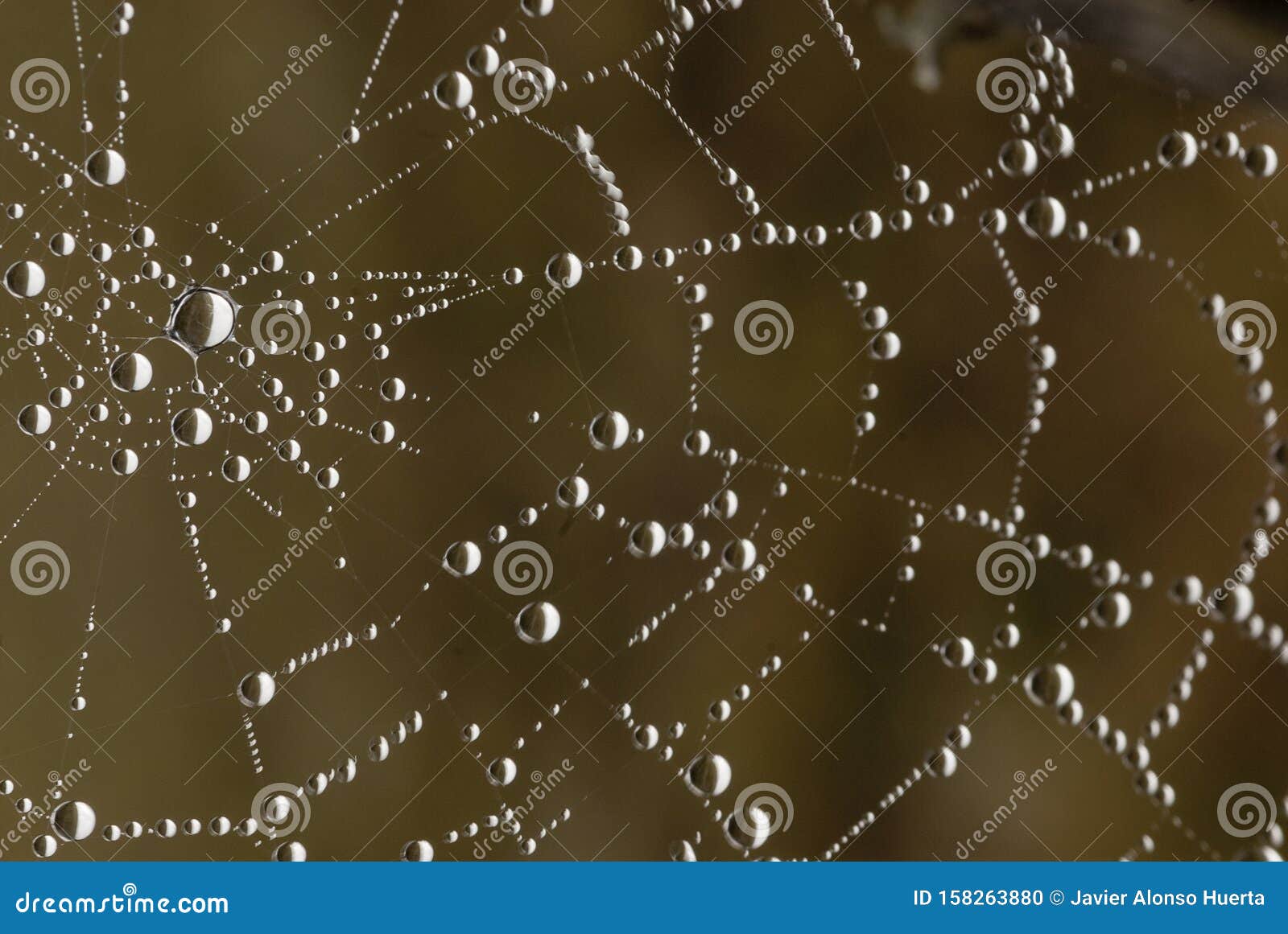 Spider Web with Water Drops Stock Photo - Image of dewy, pattern: 158263880