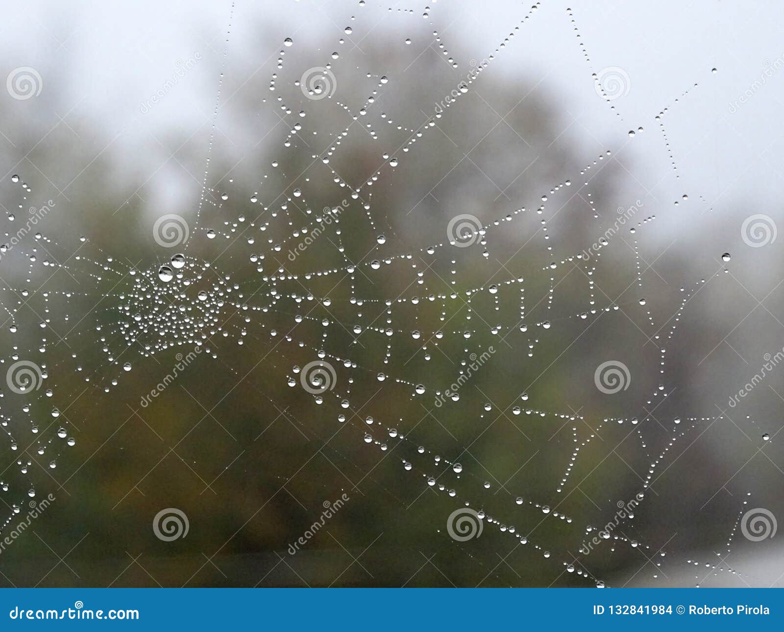 Spider Web with Water Drops Like Pearls Stock Photo - Image of raindrop ...