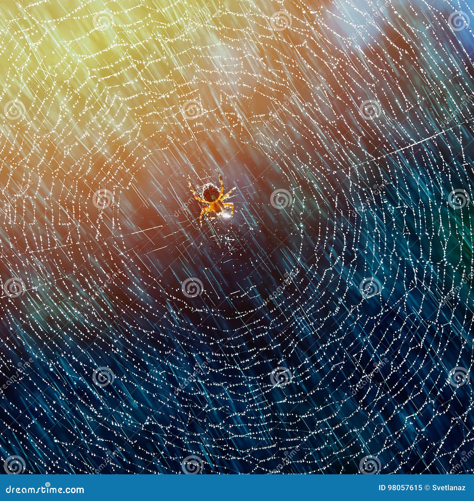 Spider in the Web with Water Drops in the Rain Stock Image - Image of ...