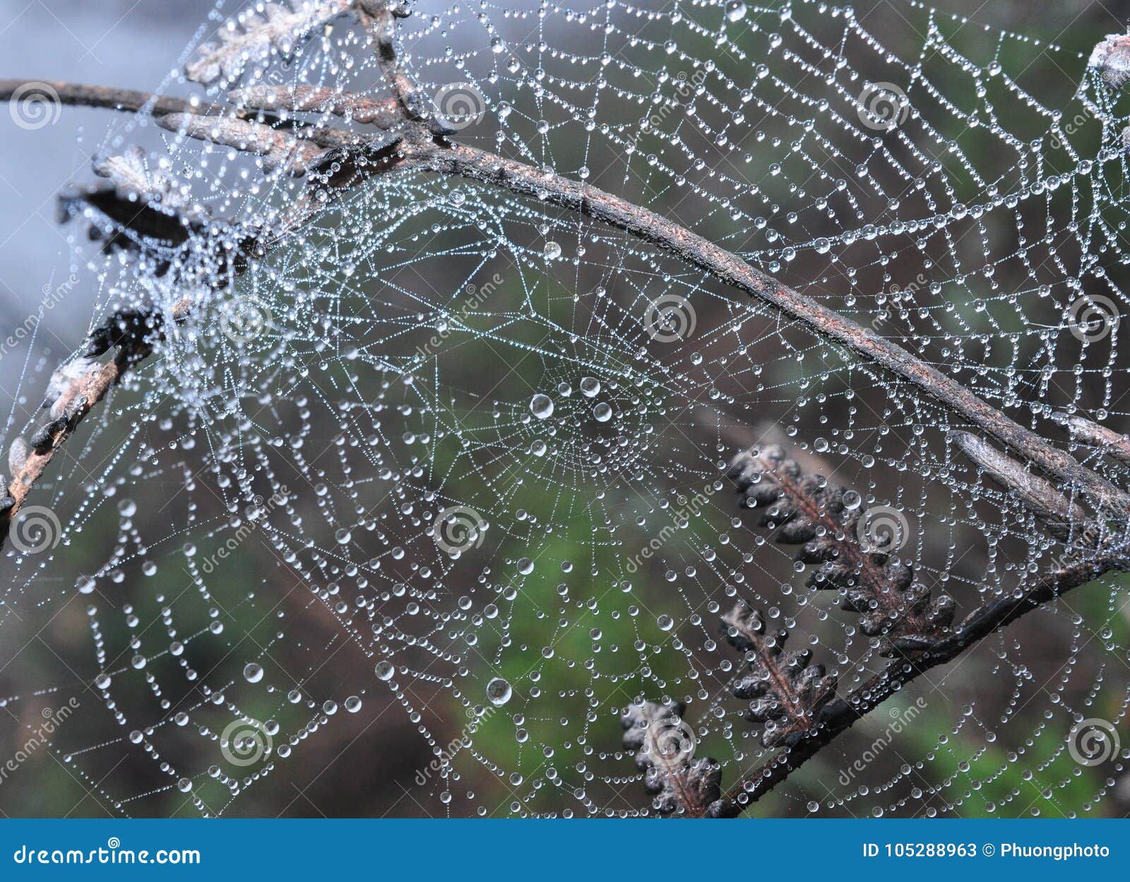 Spider Web with Water Drops Stock Image - Image of mesh, background ...