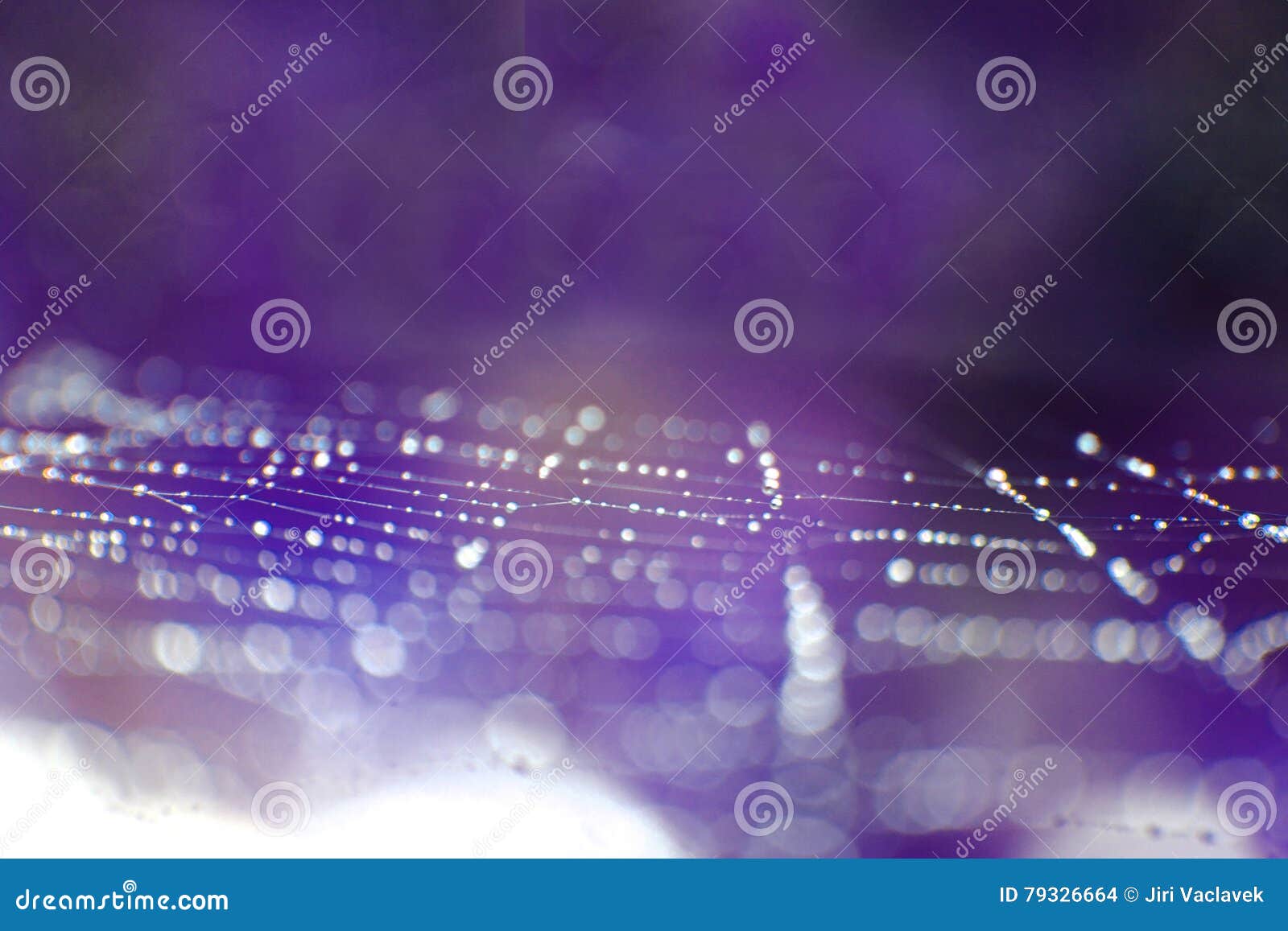2,183 Violet Spider Stock Photos - Free & Royalty-Free Stock Photos ...