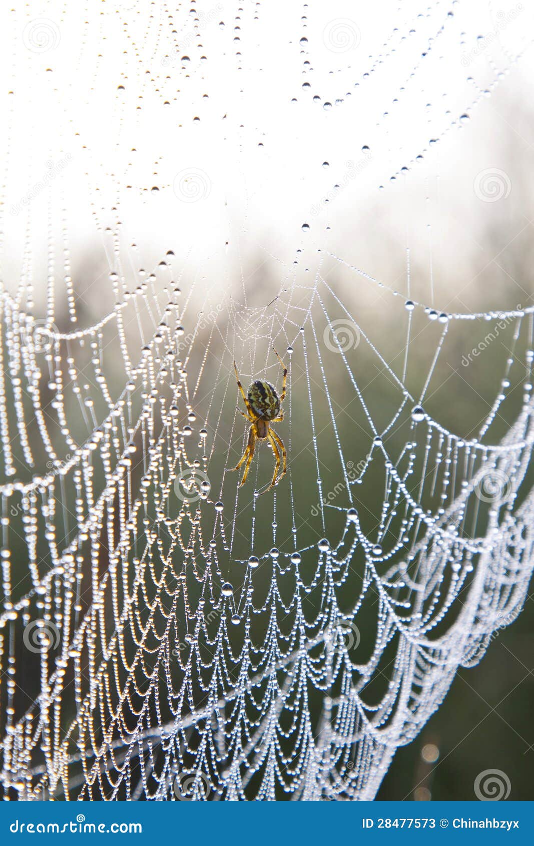 Spider Web with Water Drops Under Sunlight Stock Image - Image of ...