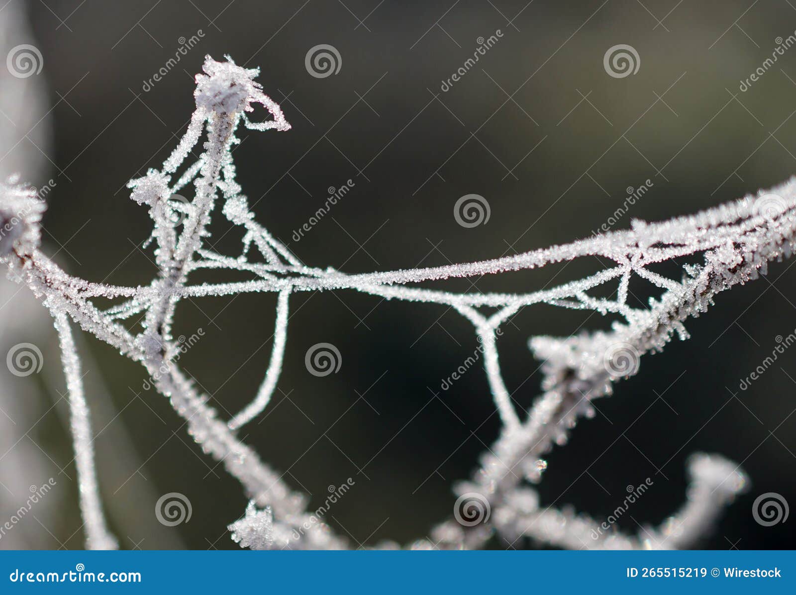 Spider Web on the Weathered Branches of a Tree Covered in White Frost ...