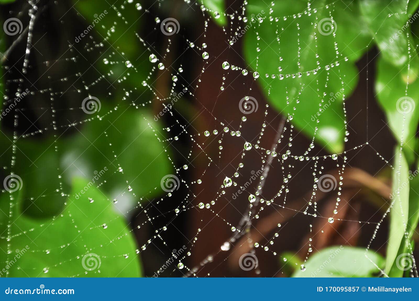Spider web with raindrops. stock image. Image of background - 170095857