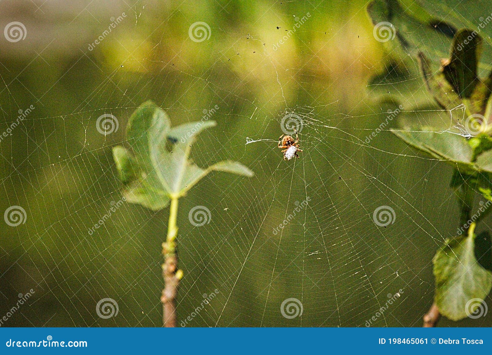 Spider in Web White Egg Sac Stock Image - Image of spider, green: 198465061