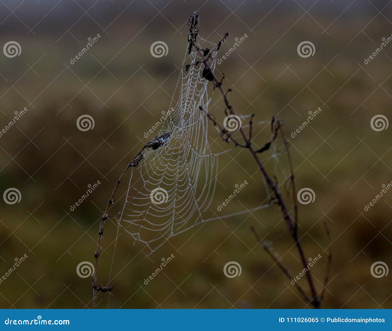 Spider Web, Wildlife, Spider, Arachnid Picture. Image: 111026065