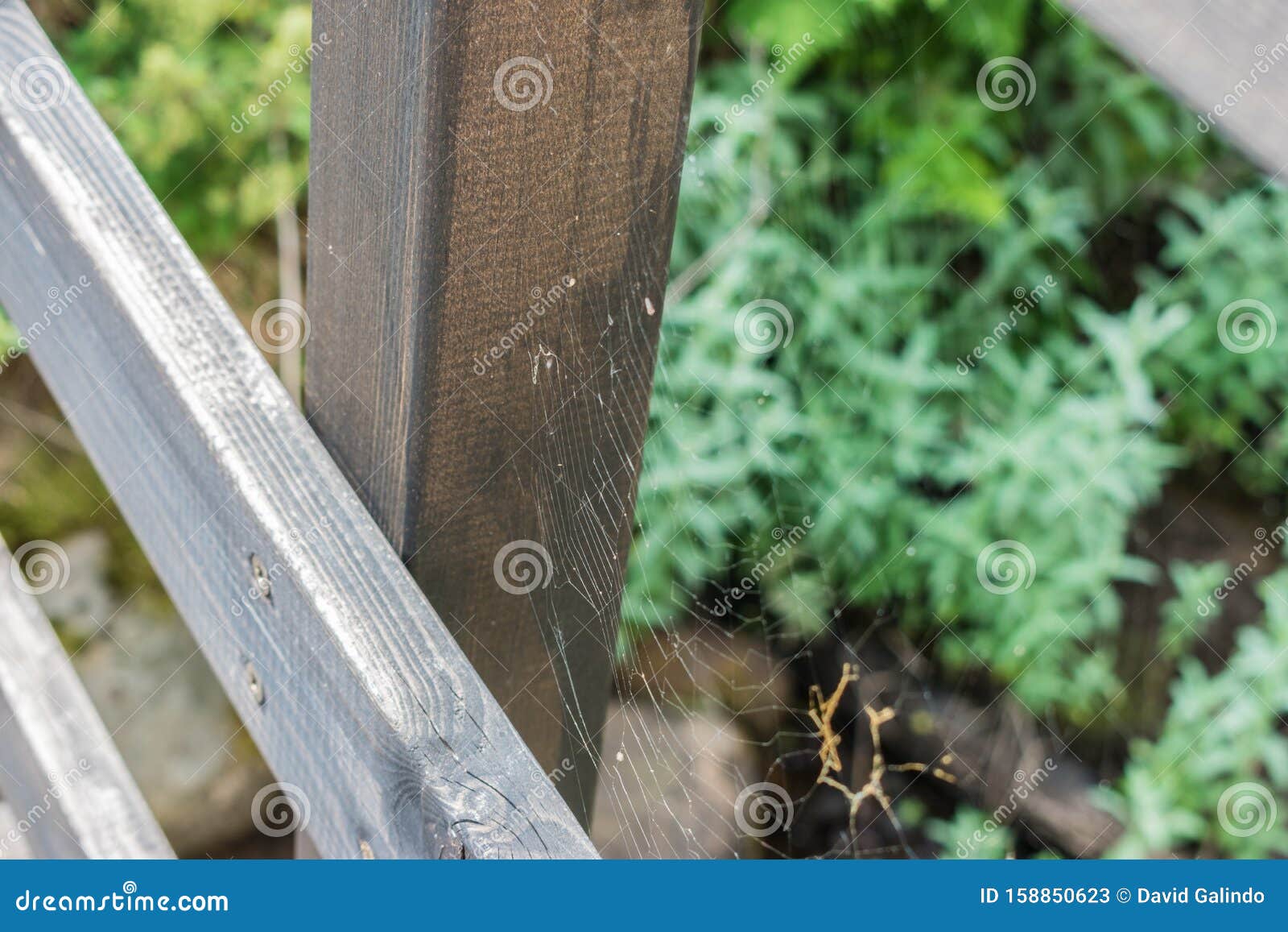 Spider Web on the Wooden Bridge Over the River Stock Image - Image of ...