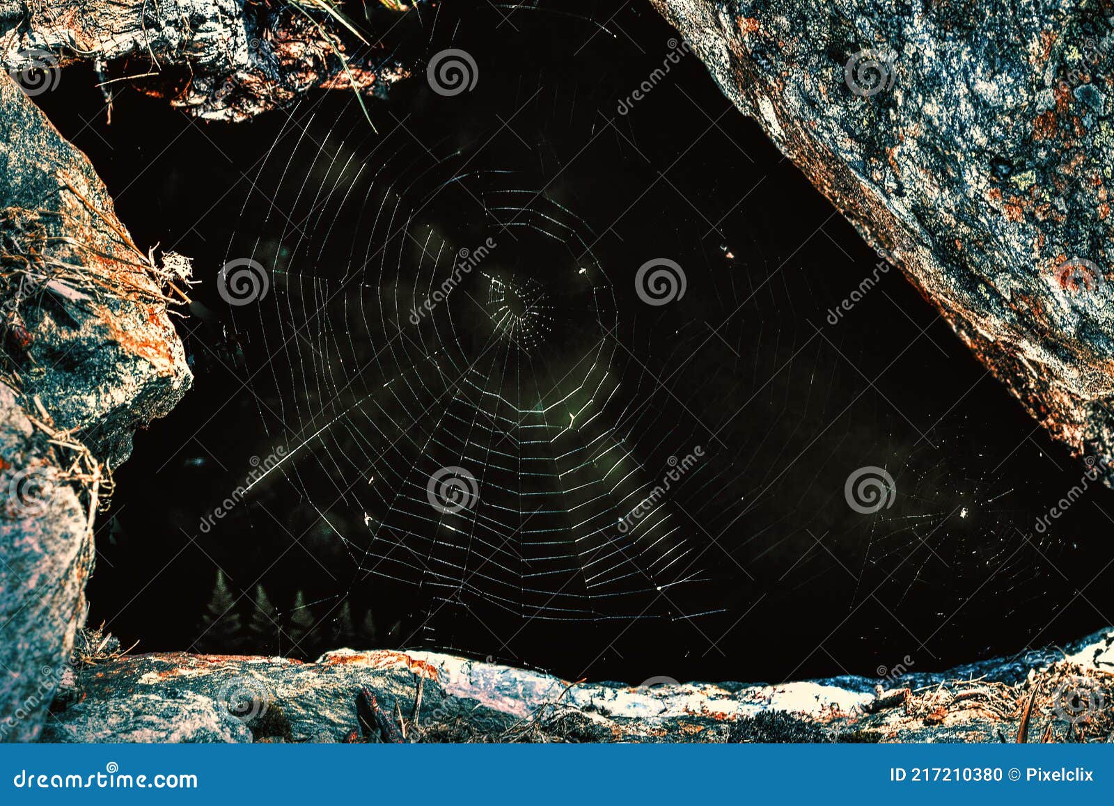 Spider Web in the Woods in a Cave. Stock Photo - Image of woods, cave ...