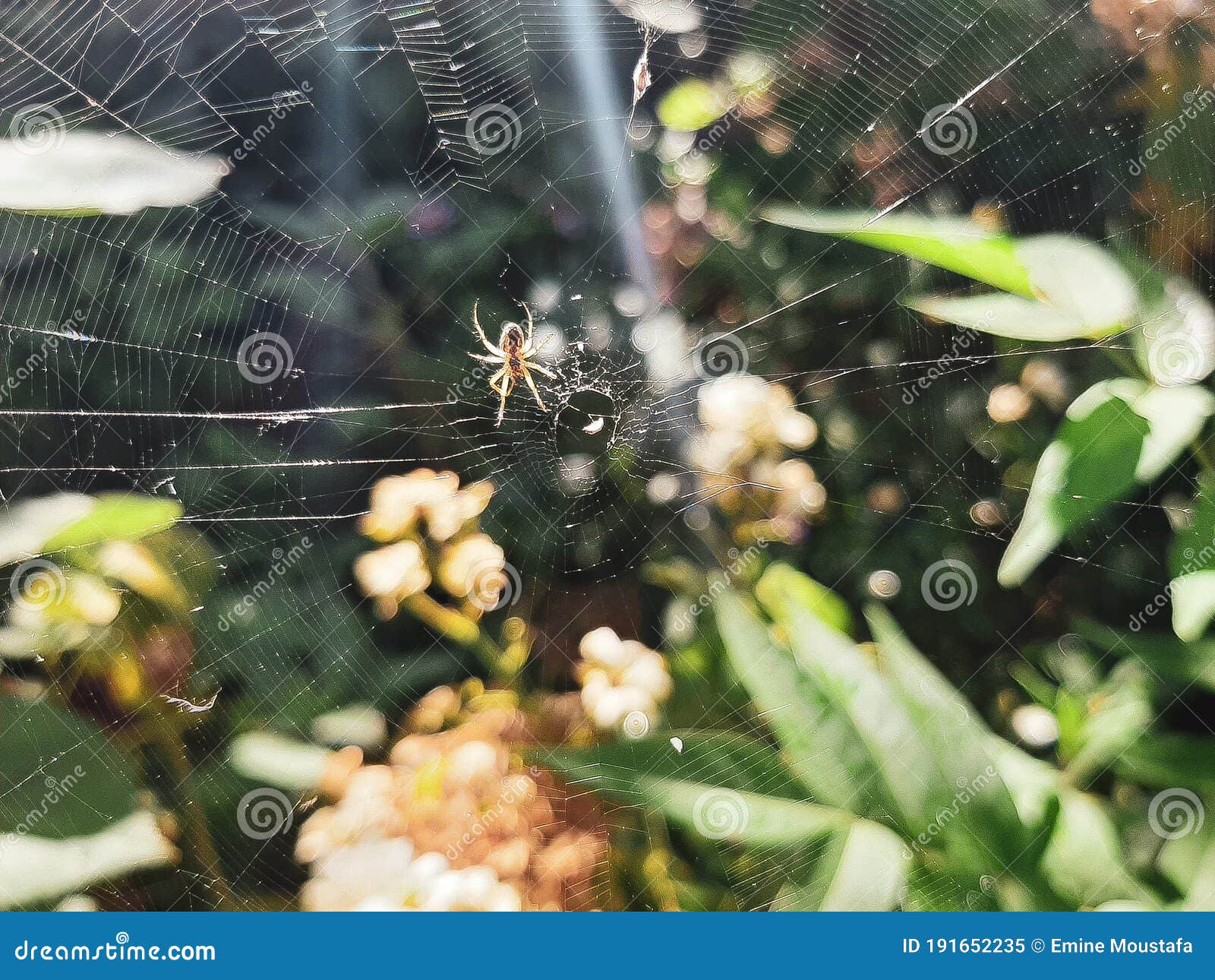 Spider web working hard stock image. Image of animal - 191652235