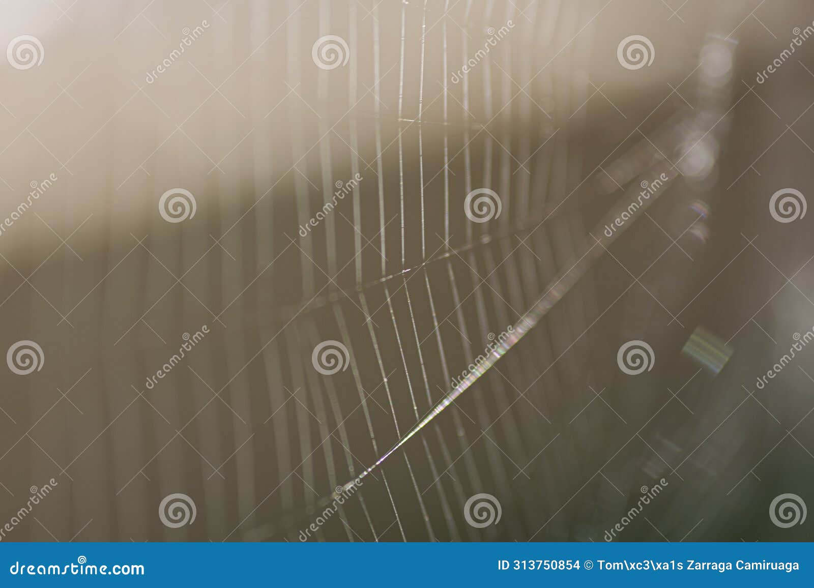 Spider Web , in the Yard Geometry Stock Photo - Image of nature, spider ...