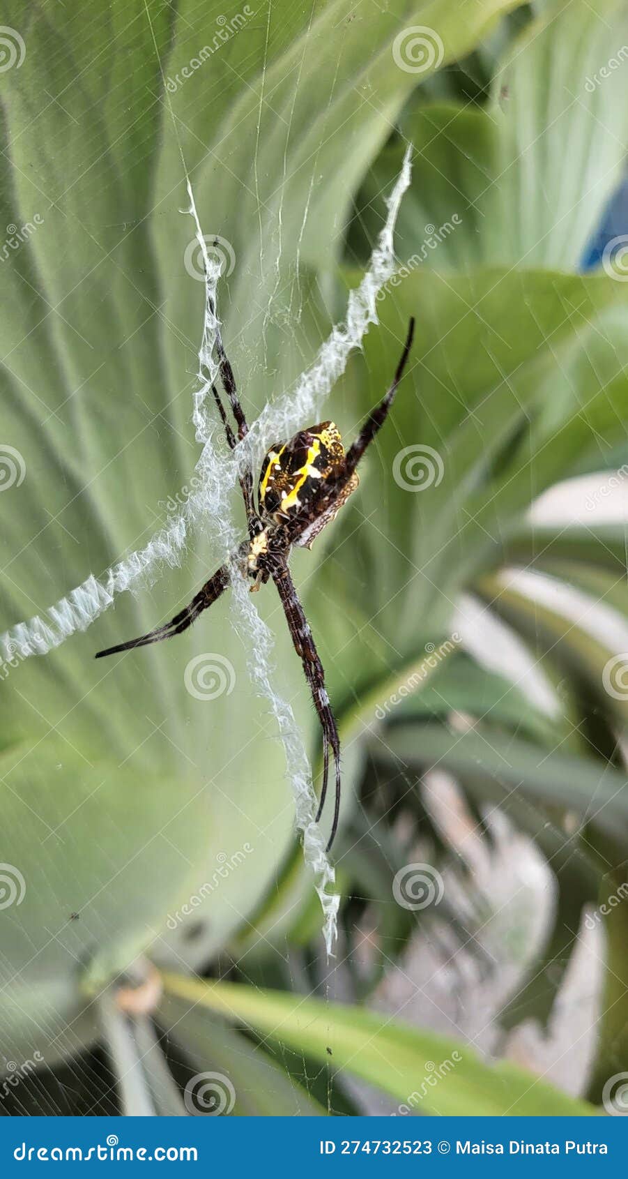 Spider X Web Yellow Stomach Stock Image - Image of spider, stomach ...
