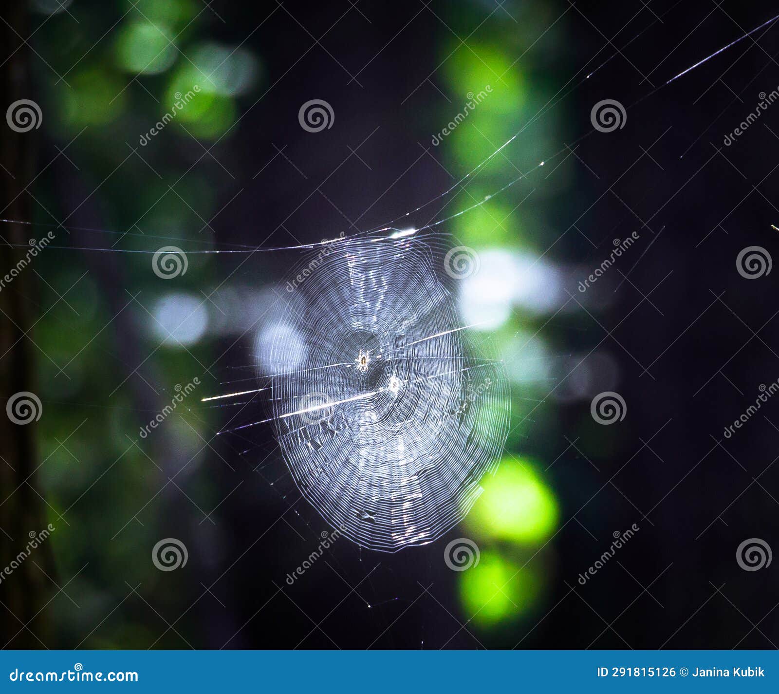 Spider Webb in the Autumn Forest Stock Photo - Image of drop, green ...