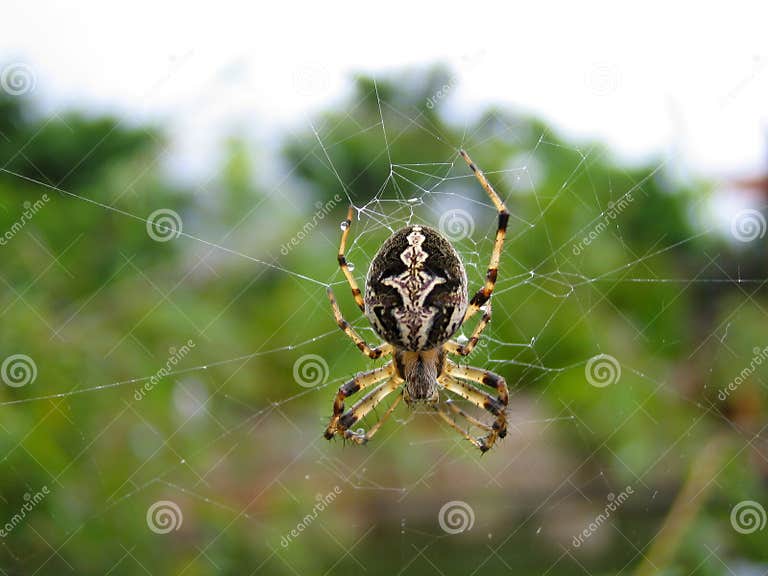 A Spider Webbing stock photo. Image of spins, webs, animal - 2758314
