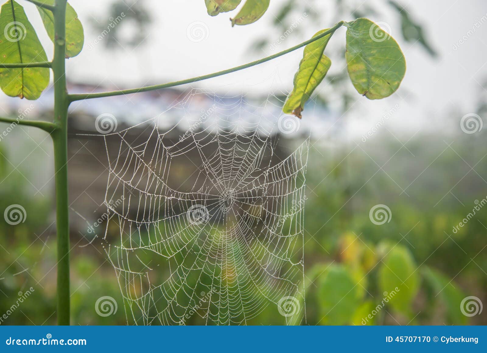 Spider webby in the farm stock photo. Image of building - 45707170